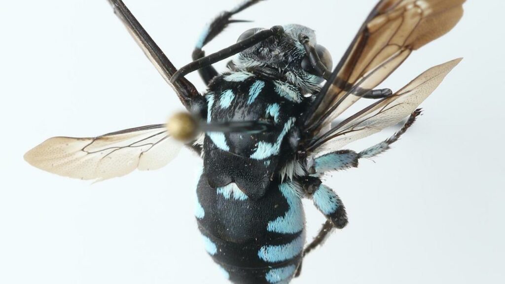 Researchers Discover a new Species of Cuckoo Bee in Kerala